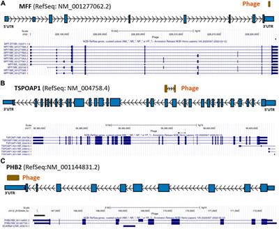 Frontiers | Non-coding regions of nuclear-DNA-encoded mitochondrial genes and intergenic ...